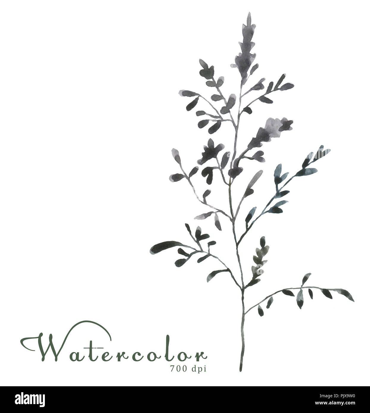 Watercolor floral on white background 700 dpi Similar illustration leaf ...