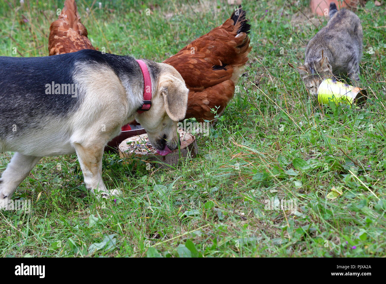 Domestic animals chicken dog and cat eating together as best friend ...