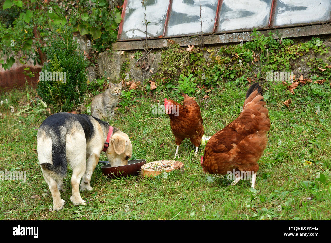Domestic animals chicken dog and cat eating together as best friend ...
