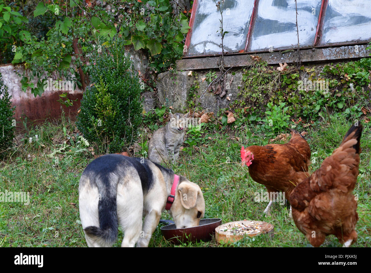 Domestic animals chicken dog and cat eating together as best friend ...