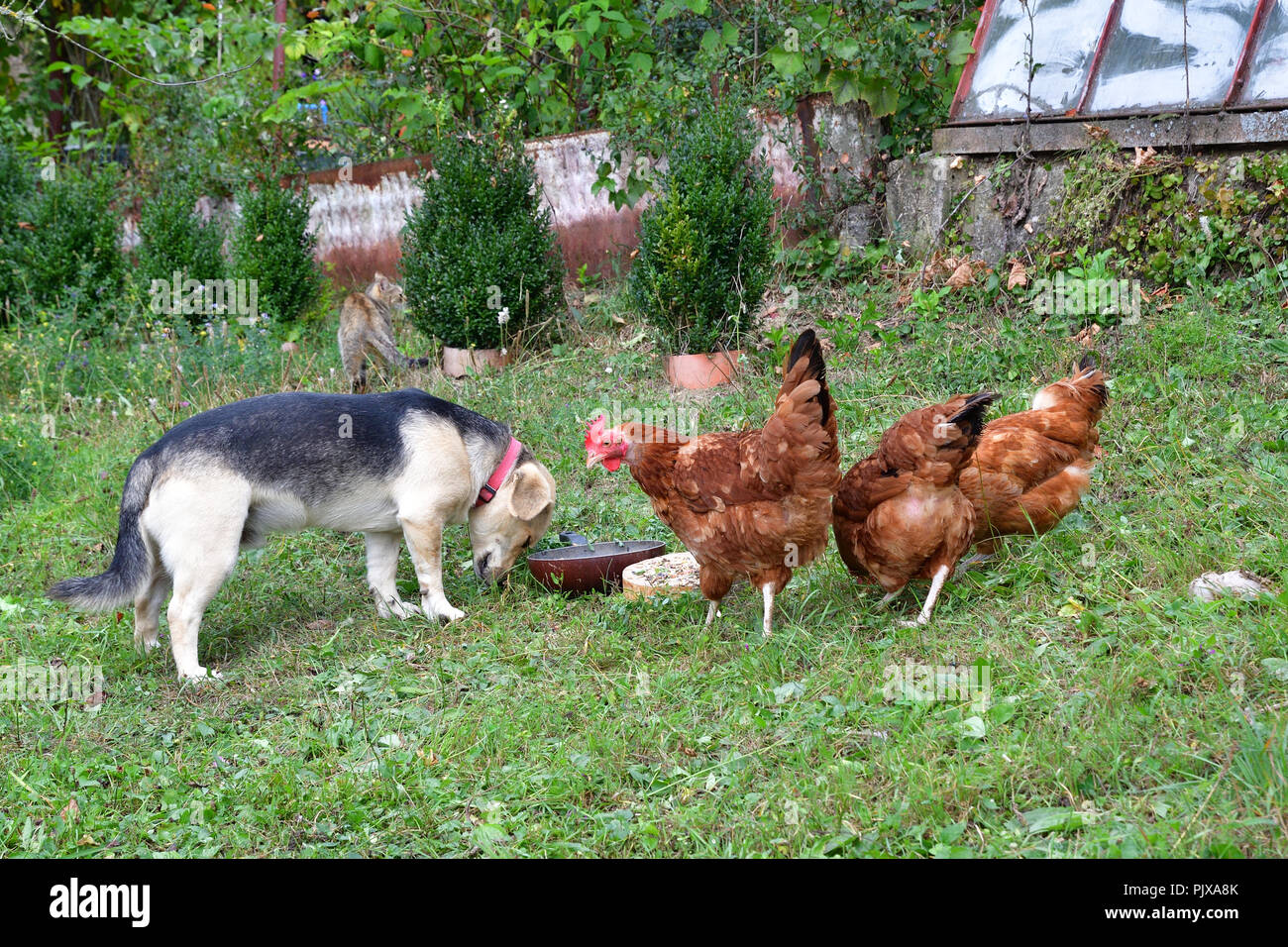 Domestic animals chicken dog and cat eating together as best friend ...