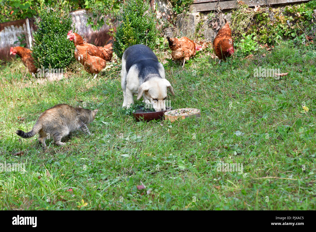 Domestic animals chicken dog and cat eating together as best friend ...