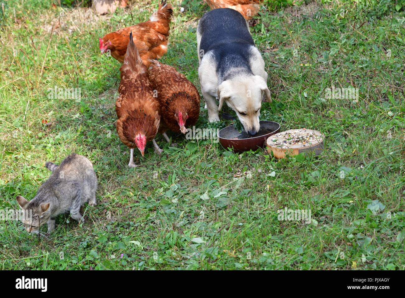 Domestic animals chicken dog and cat eating together as best friend ...