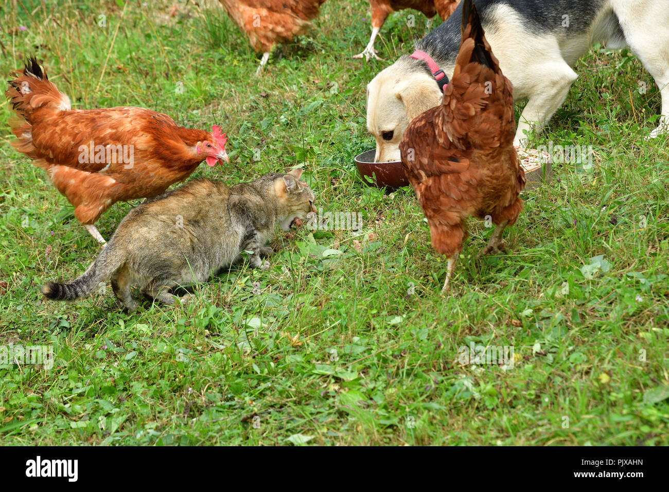 Domestic animals chicken dog and cat eating together as best friend ...