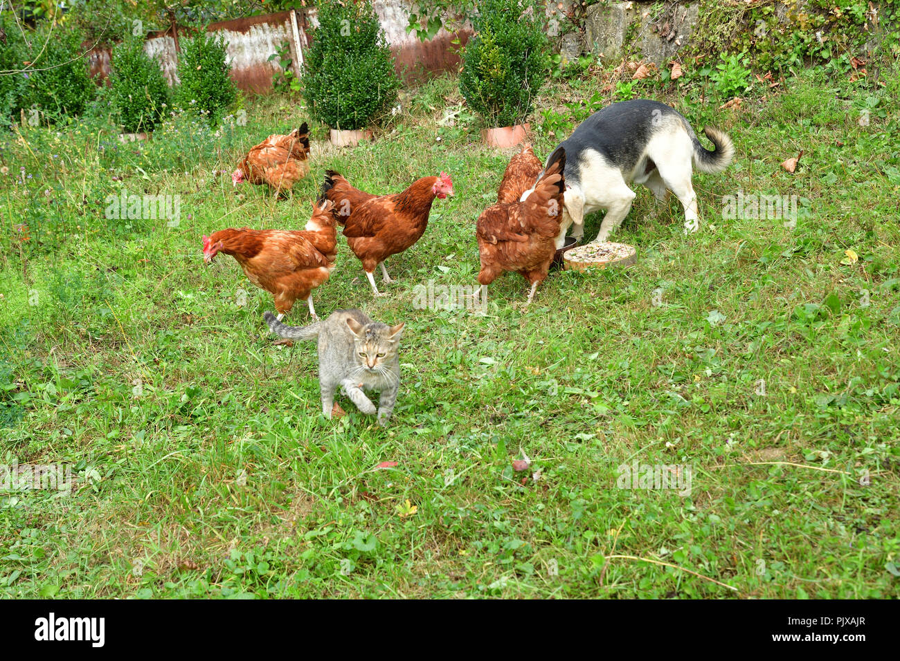 Domestic animals chicken dog and cat eating together as best friend ...