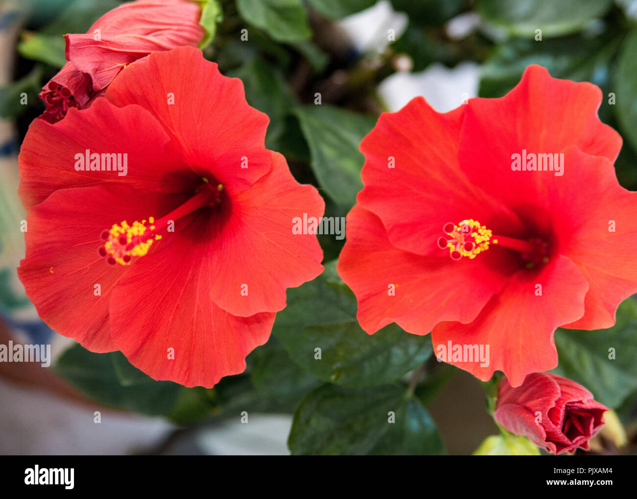 Exotic Flowers in Spain Stock Photo - Alamy