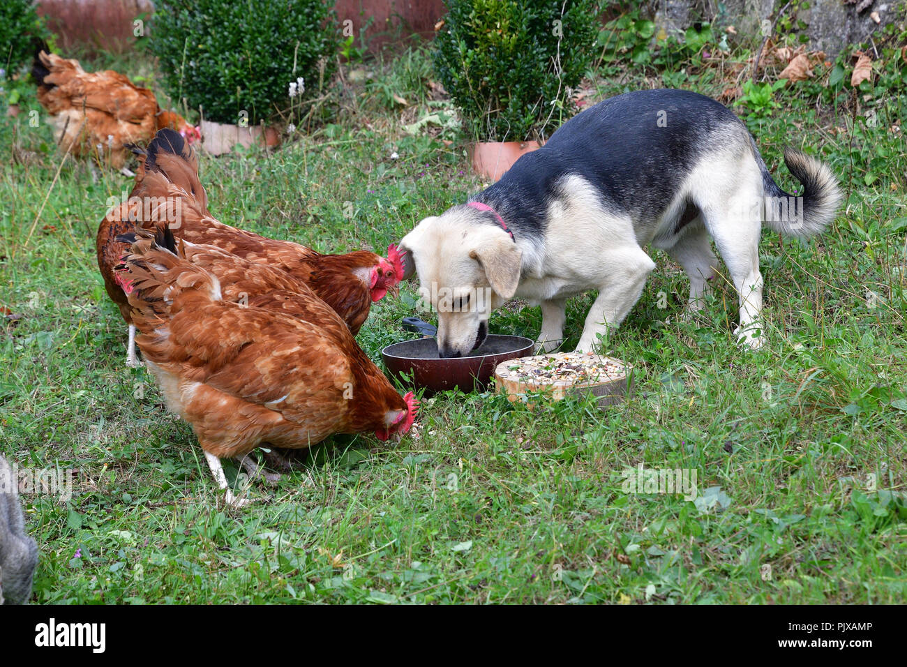 Domestic animals chicken dog and cat eating together as best friend ...