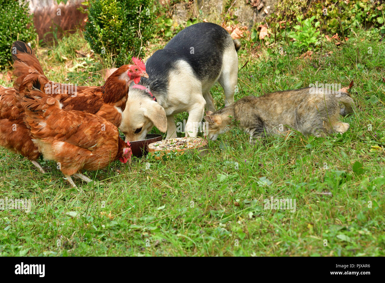 Domestic animals chicken dog and cat eating together as best friend ...