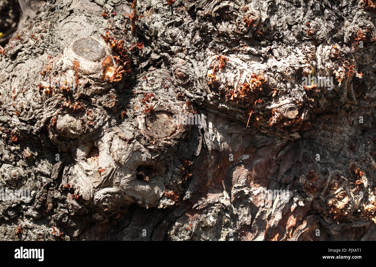 old gnarled tree stump Stock Photo - Alamy