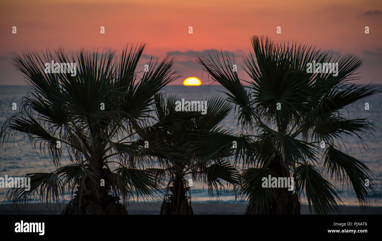 Palm Trees on The Beach Stock Photo - Alamy