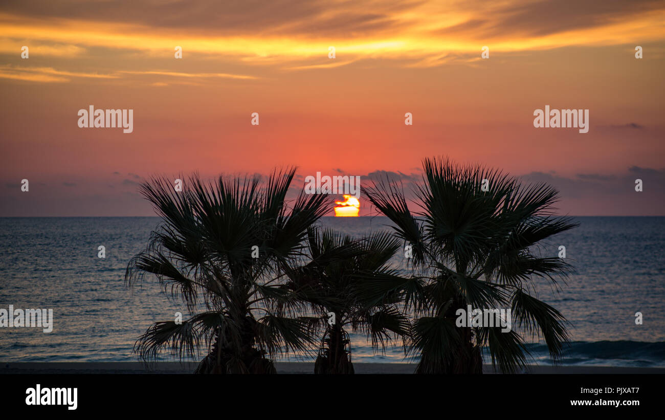 Palm Trees on The Beach Stock Photo - Alamy