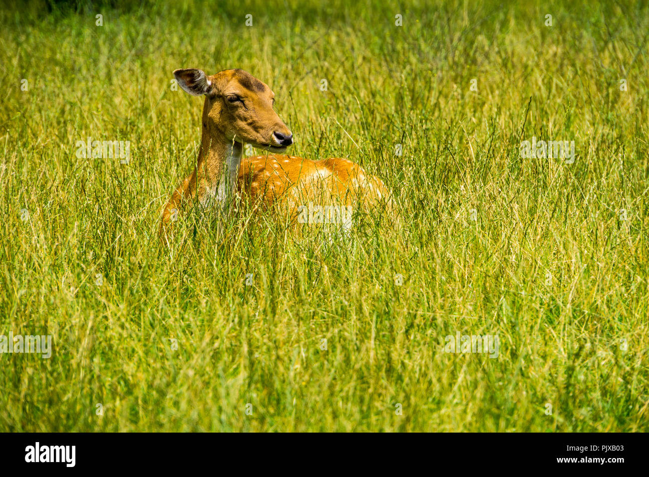 Tired deer resting in green meadow Stock Photo - Alamy