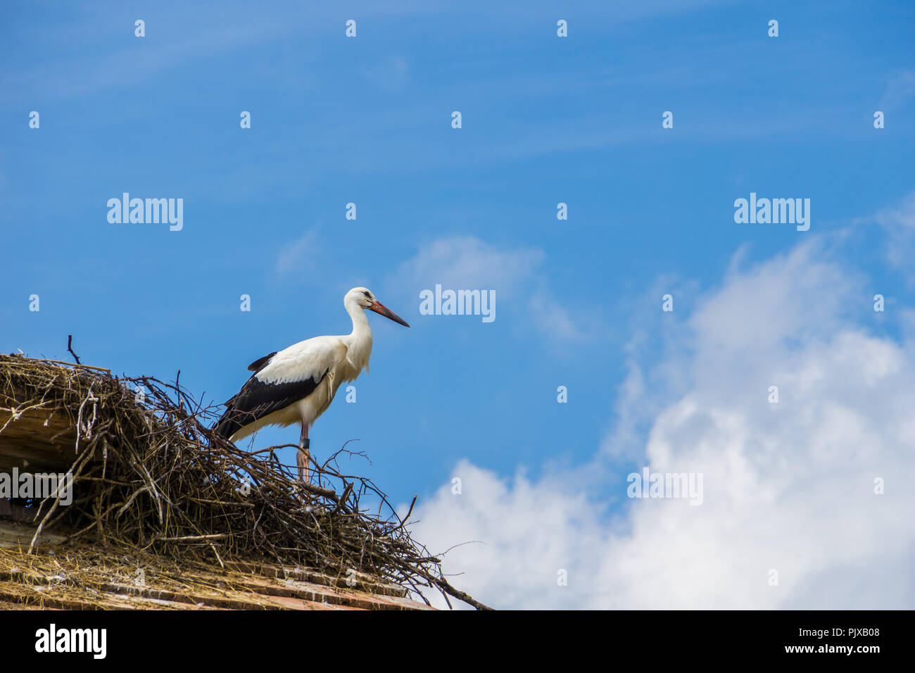 White stork on house roof hi-res stock photography and images - Alamy