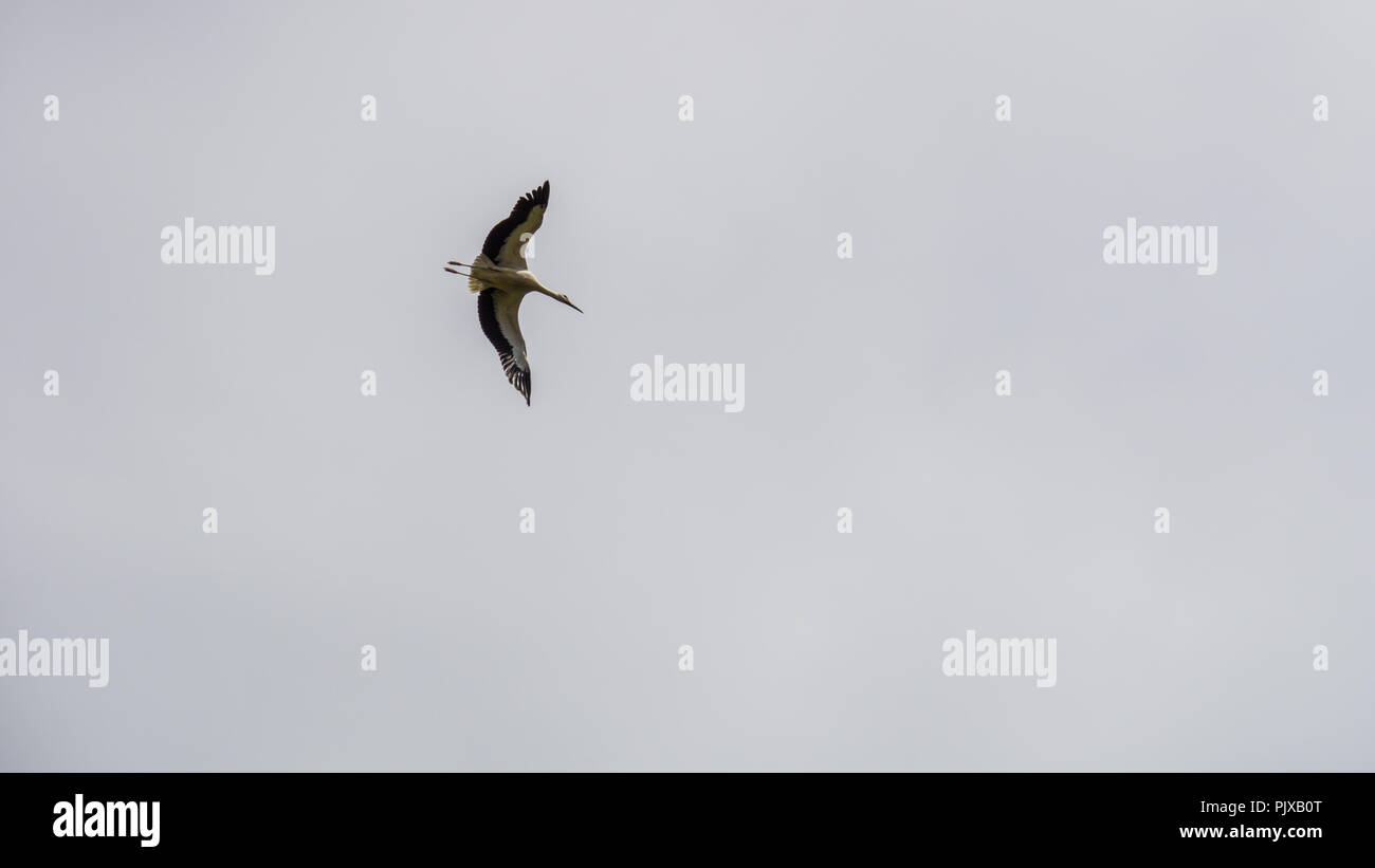 Adult white stork flying hi-res stock photography and images - Alamy