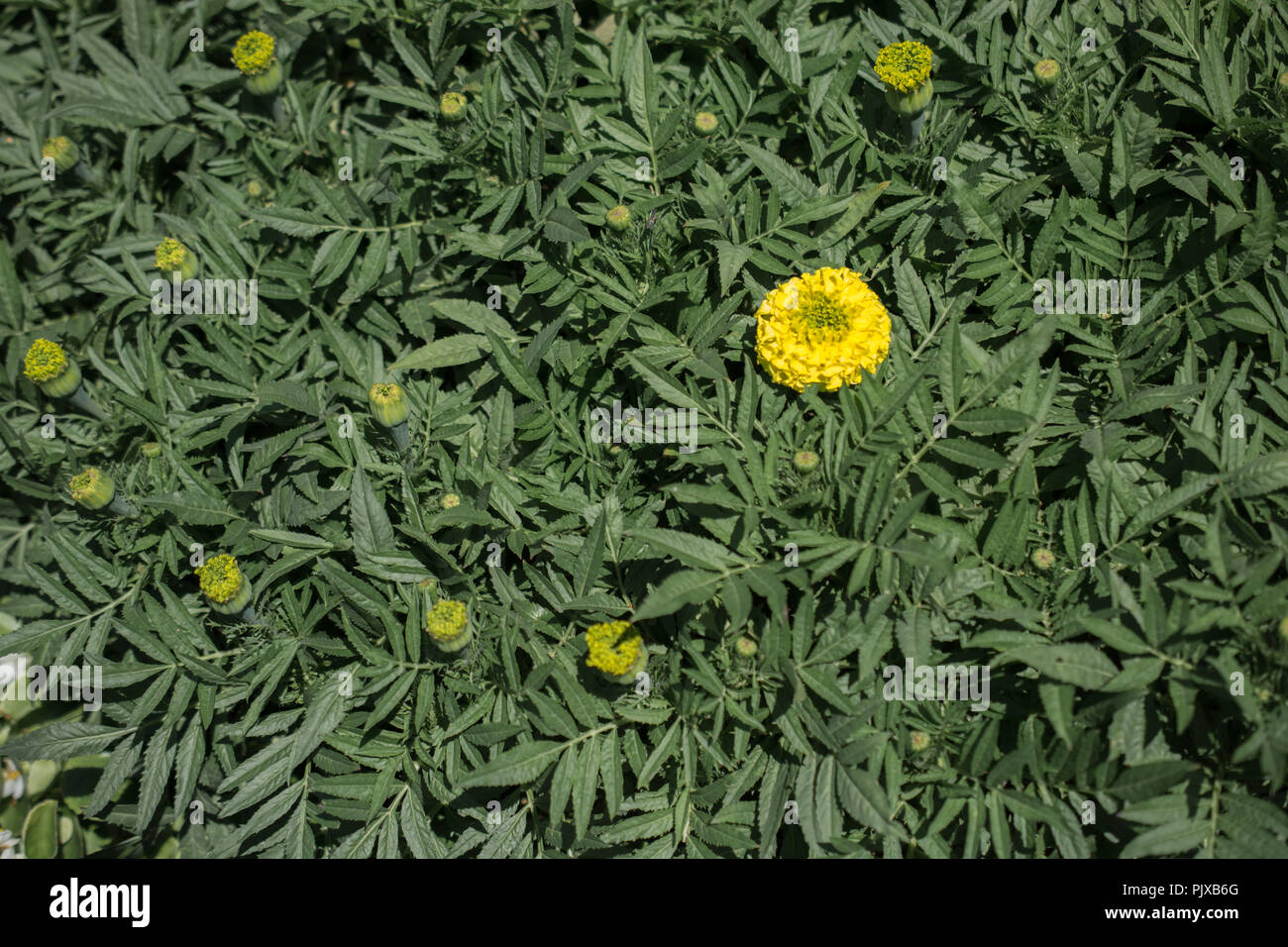 Blooming beautiful colorful fresh natural flowers in view Stock Photo ...