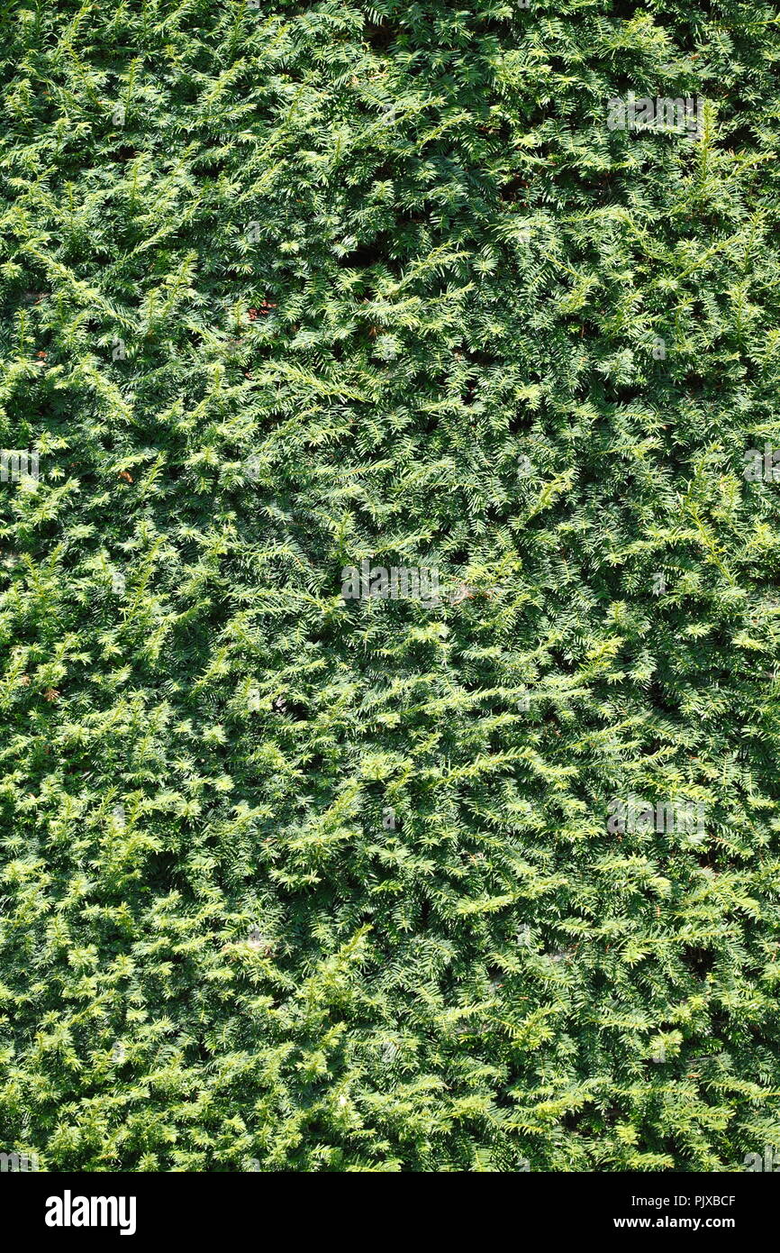 Green hedge, conifer Stock Photo - Alamy