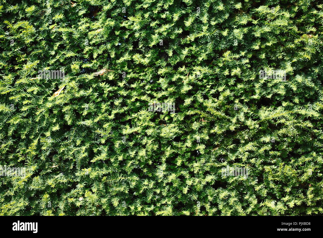 Green hedge, conifer Stock Photo - Alamy