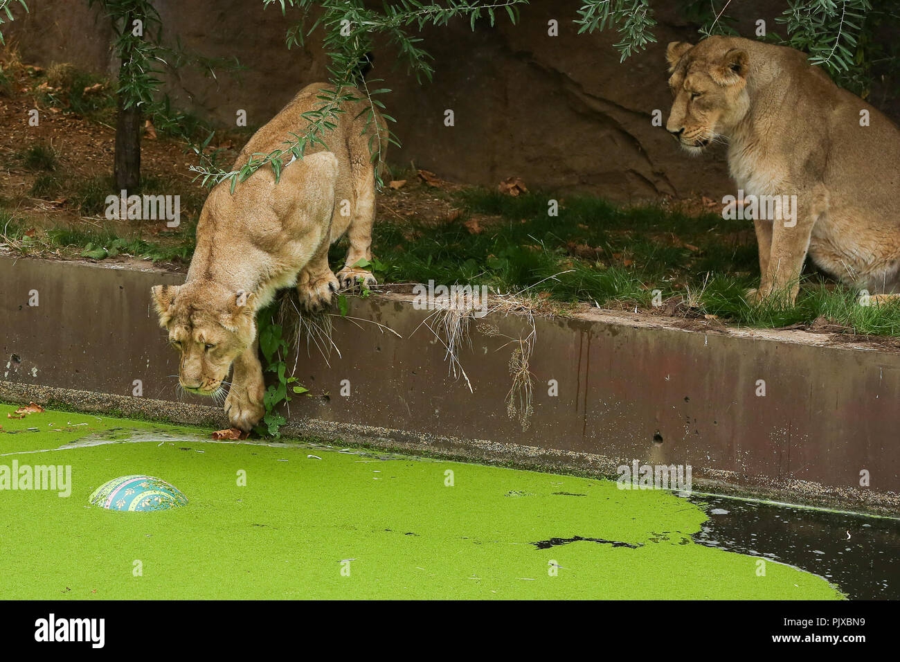 Boomer balls hi-res stock photography and images - Alamy