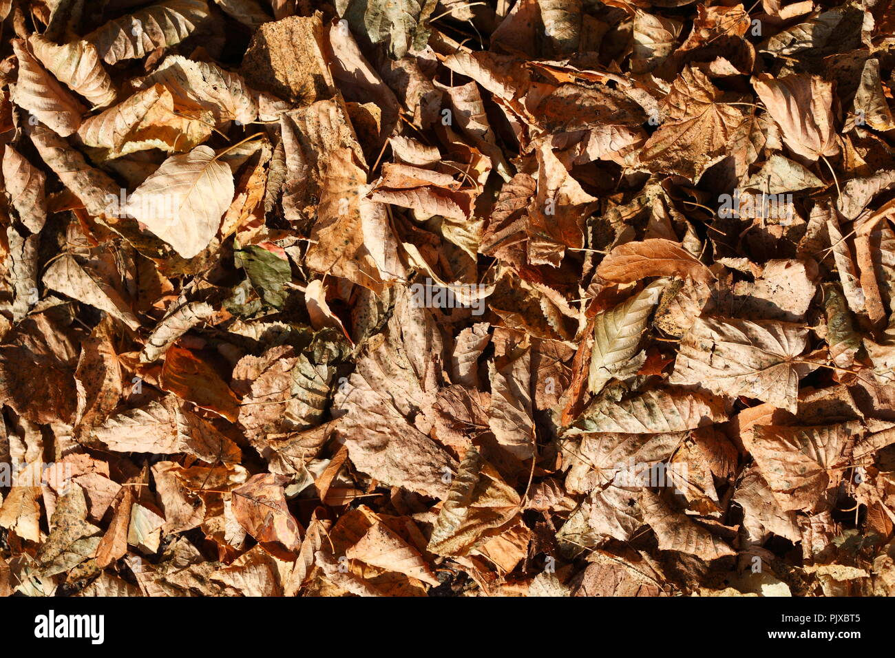 Dried leaves lying on a meadow, drought Stock Photo - Alamy