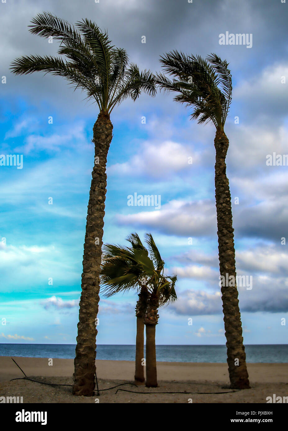Windy Palm Trees Stock Photo - Alamy