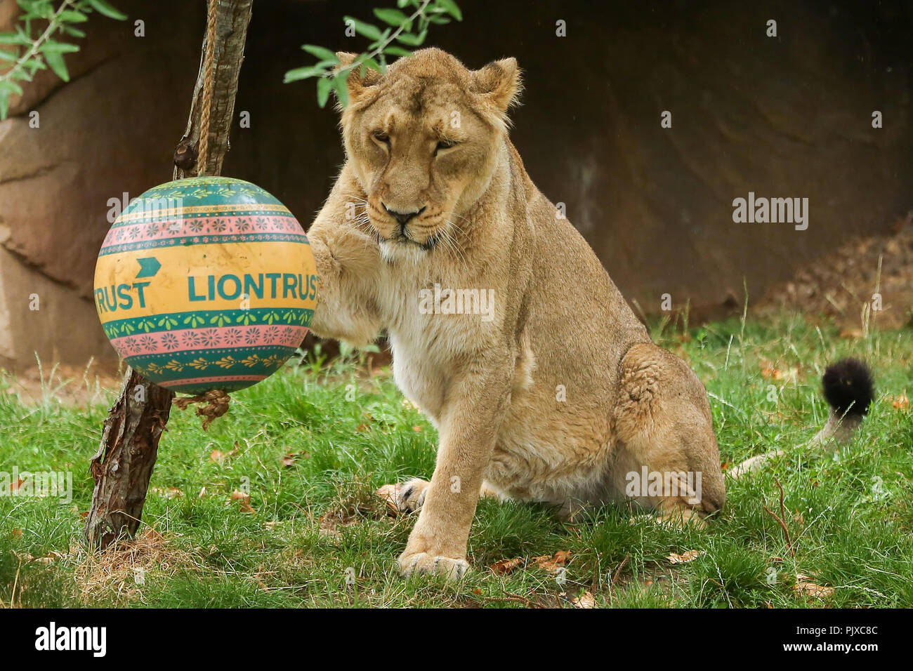Boomer balls hi-res stock photography and images - Alamy