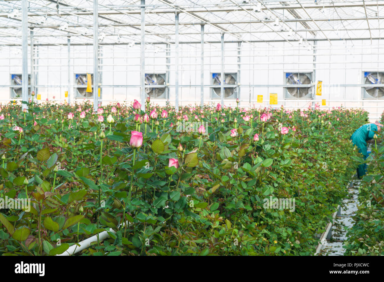 Roses rose garden greenhouse hi-res stock photography and images - Alamy