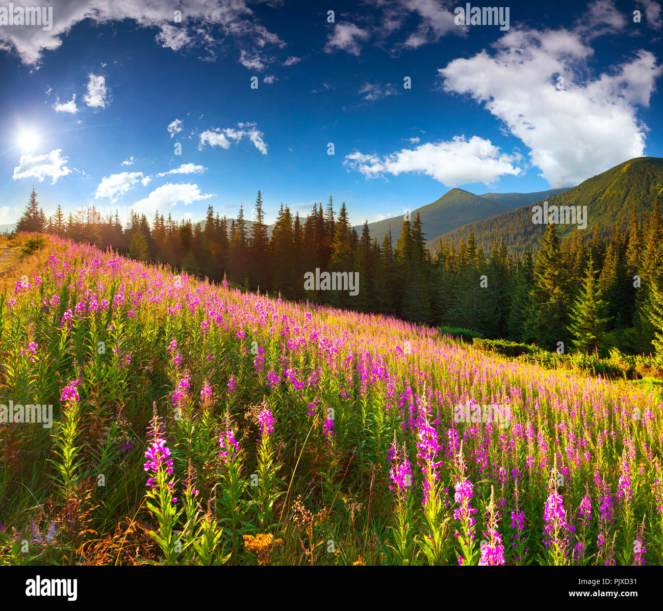 Colorful summer landscape with pink flowers Stock Photo - Alamy