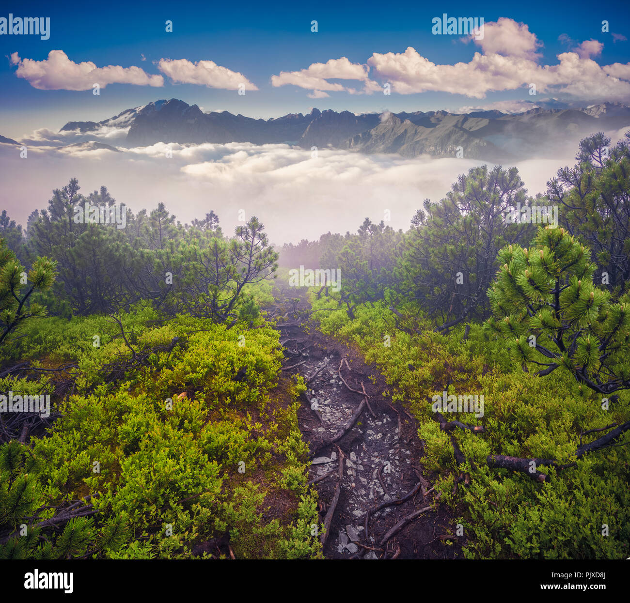 Mystical path in the foggy mountains Stock Photo - Alamy