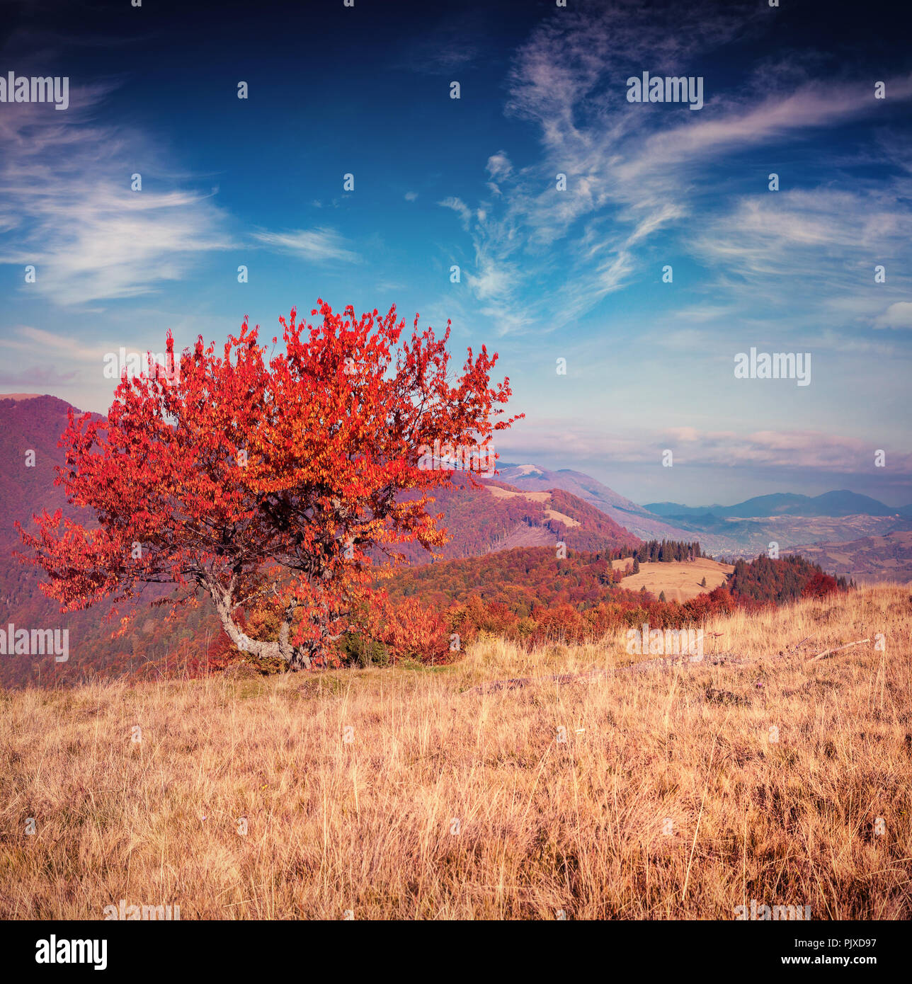 Majestic scenery lonely tree hi-res stock photography and images - Alamy