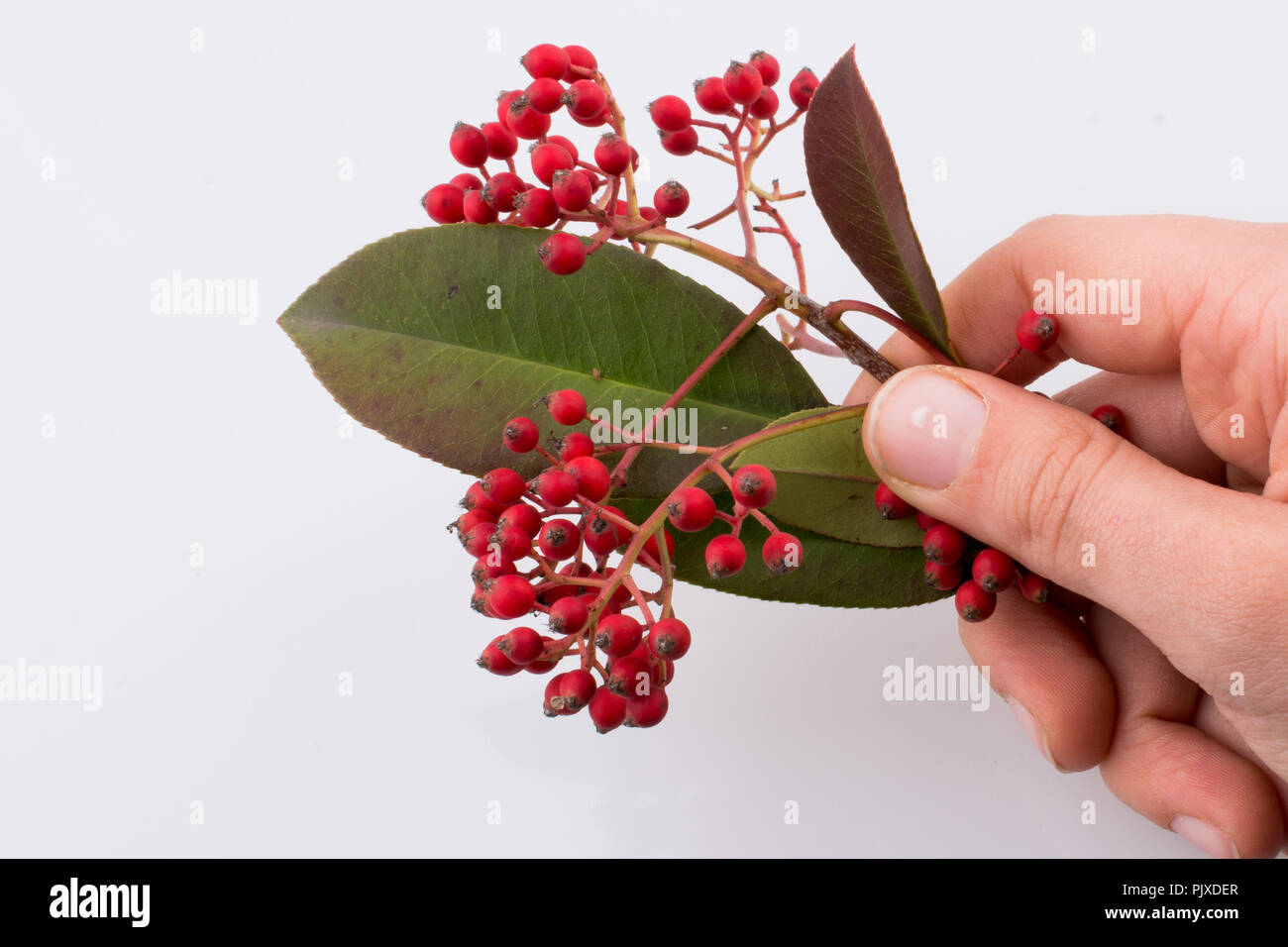 Wild fruit found in hand on a white background Stock Photo - Alamy