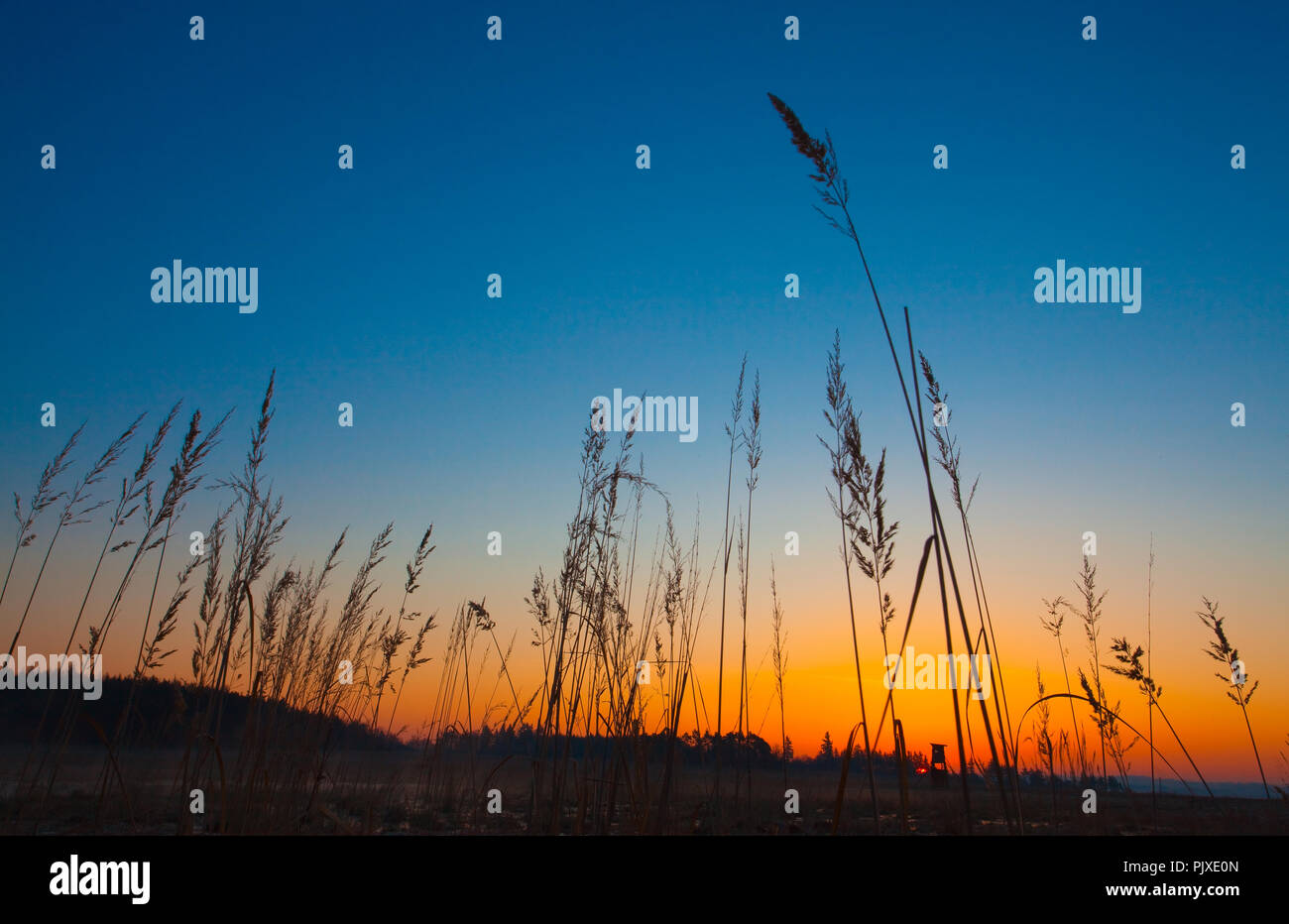 Hunter lookout tower on the edge of the forest in the morning mist ...