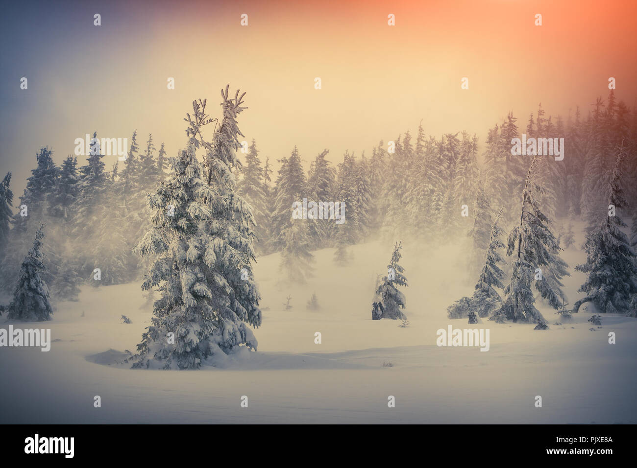 Trees covered with hoarfrost and snow in mountains. Retro style Stock ...