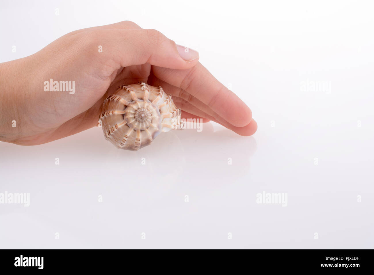 Hand holding Beautiful sea shell on a white background Stock Photo - Alamy