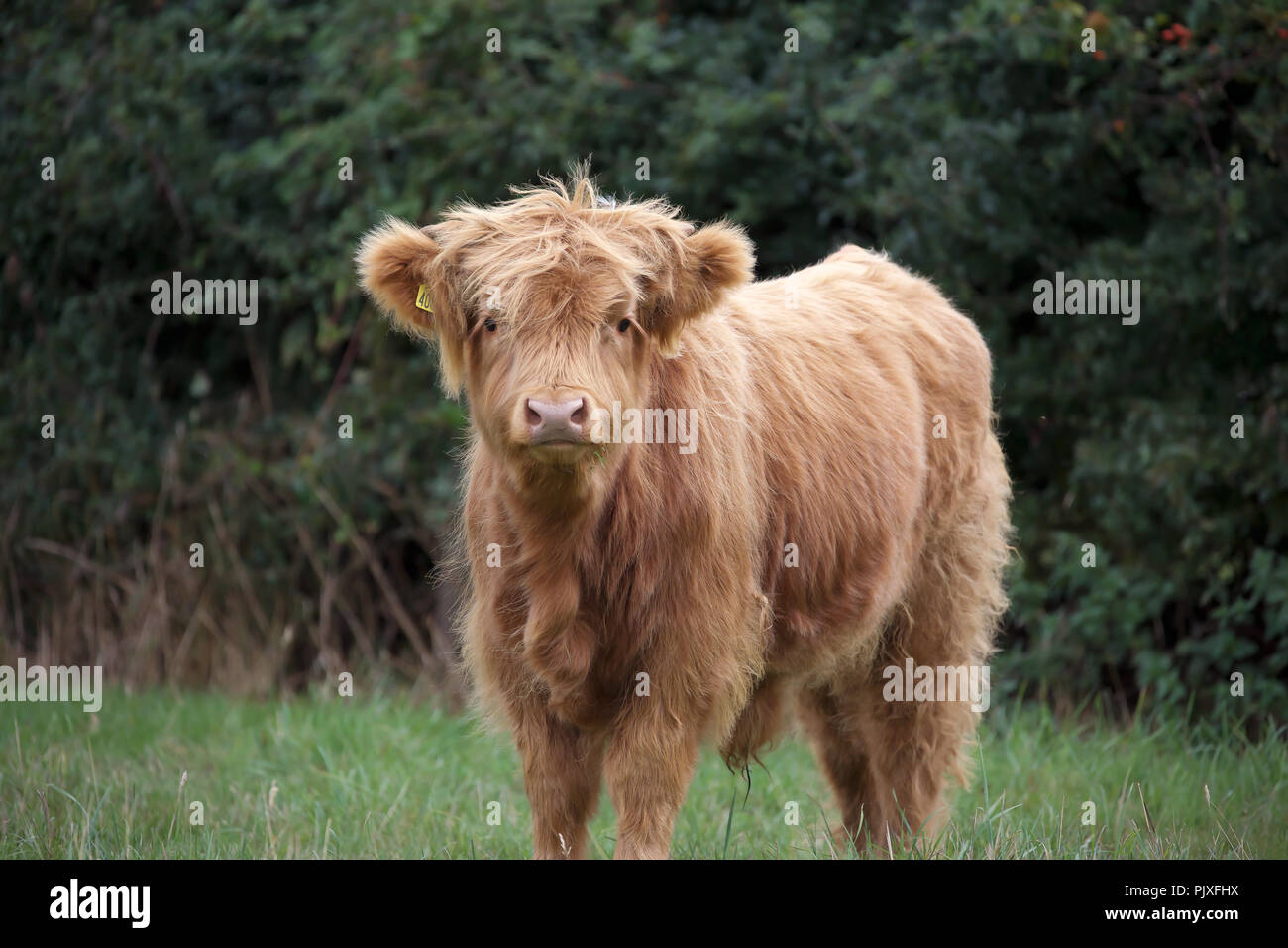Fluffy Cow Breeds