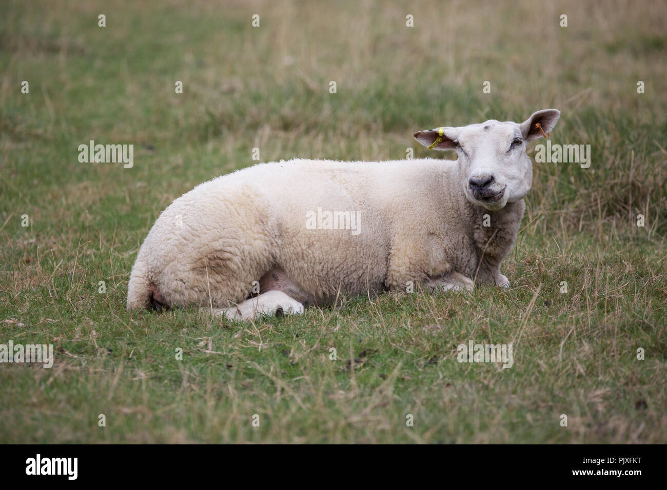Sheep eat with teeth hi-res stock photography and images - Alamy
