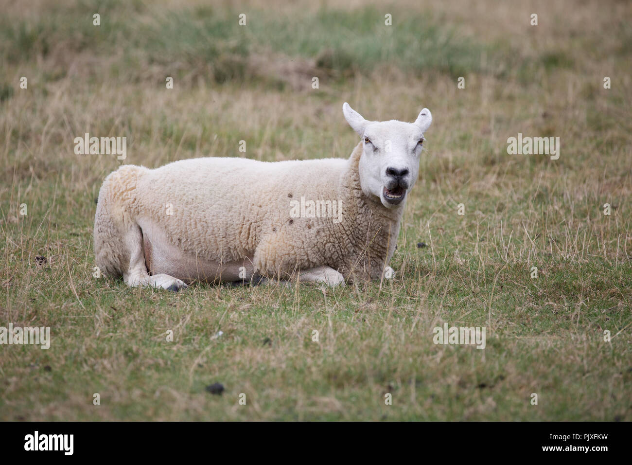 Sheep eat with teeth hi-res stock photography and images - Alamy