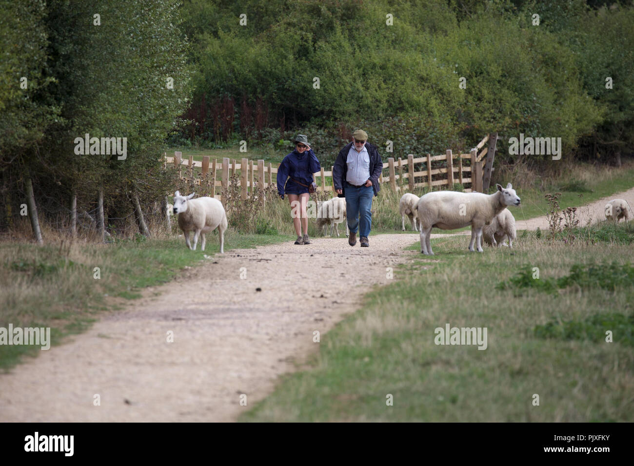 Sheep eat with teeth hi-res stock photography and images - Alamy