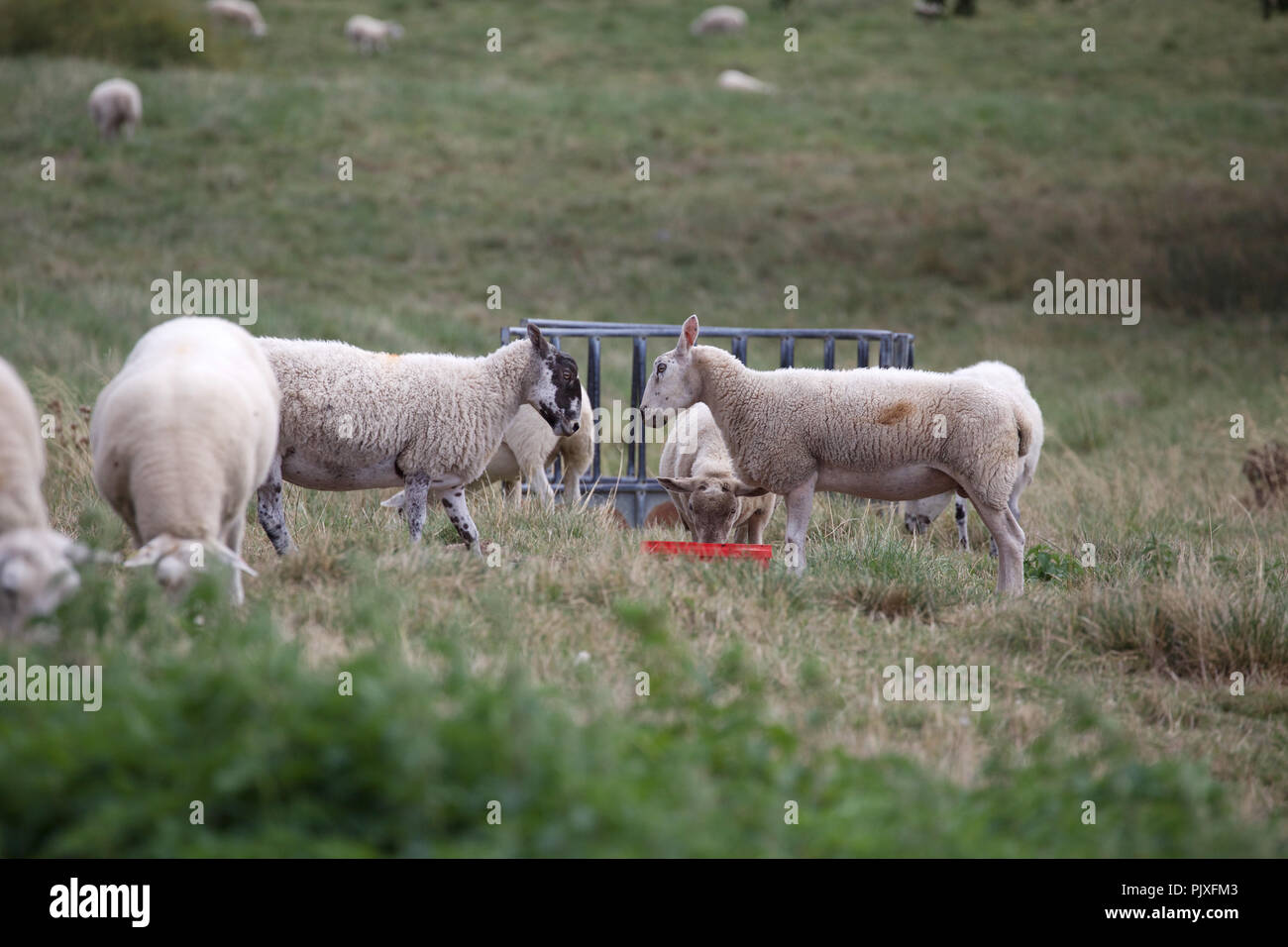 Sheep eat with teeth hi-res stock photography and images - Alamy