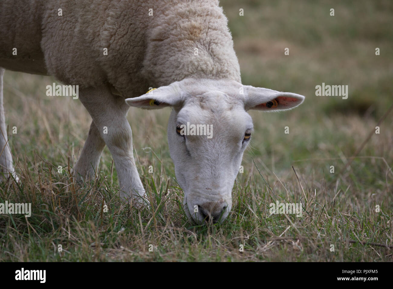 Sheep eat with teeth hi-res stock photography and images - Alamy