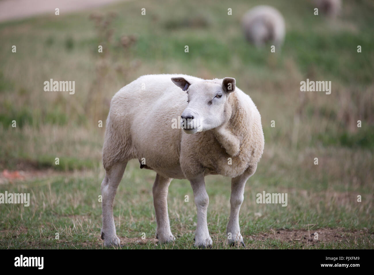 Sheep eat with teeth hi-res stock photography and images - Alamy