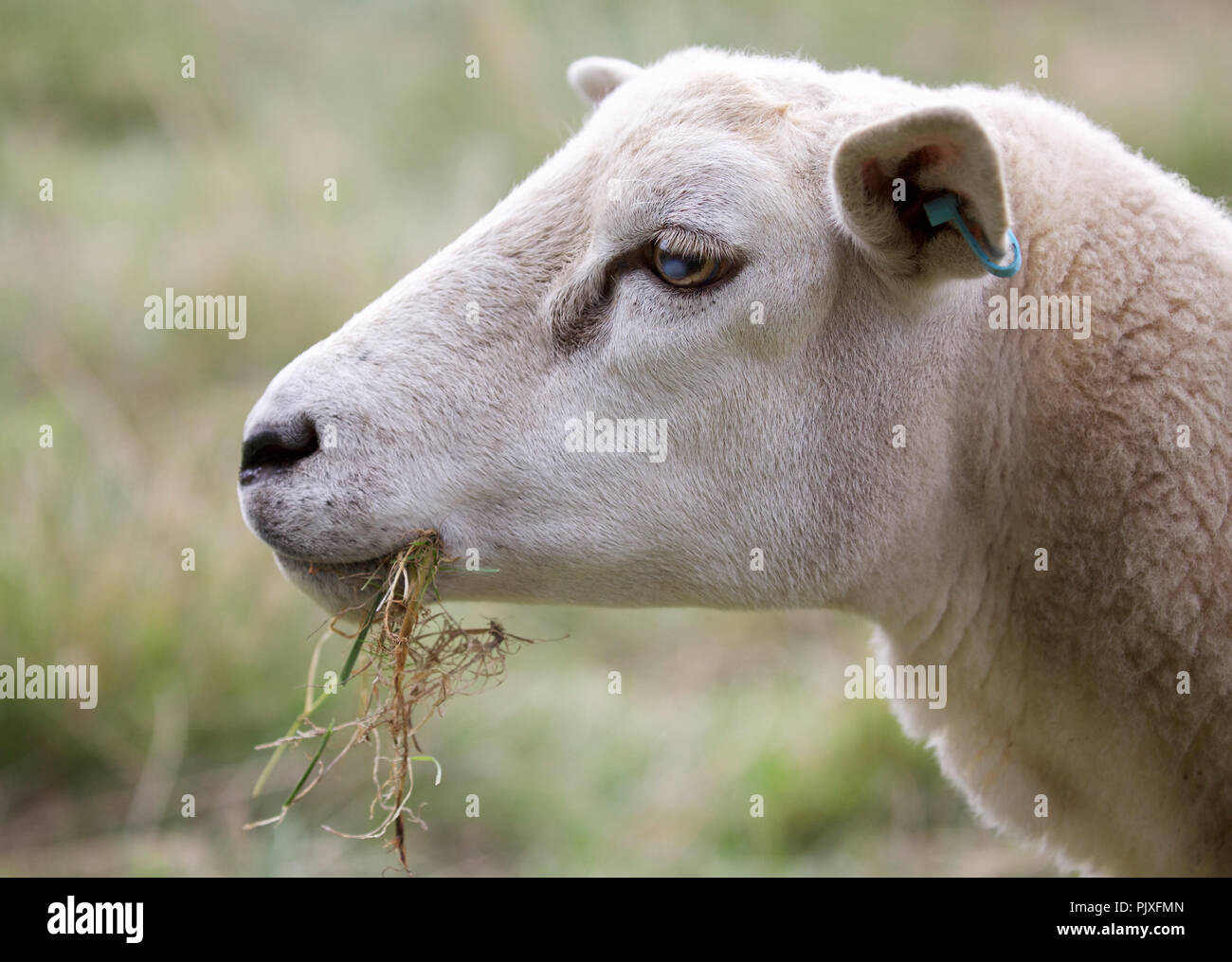 Sheep eat with teeth hi-res stock photography and images - Alamy