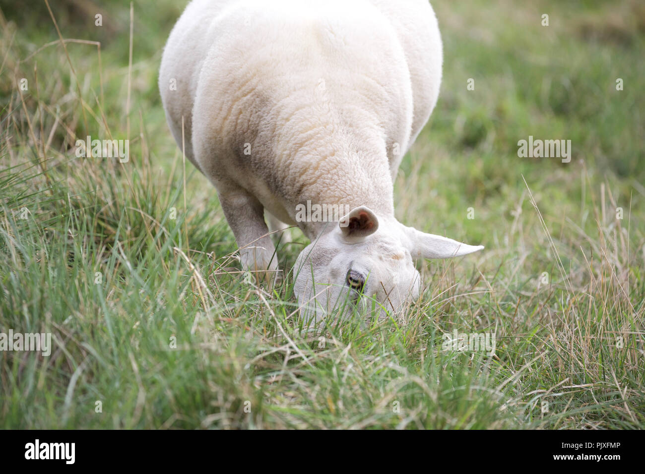 Sheep eat with teeth hi-res stock photography and images - Alamy