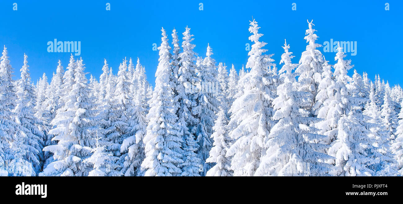 Winter vacation banner background with pine trees covered by heavy snow against blue sky with ...