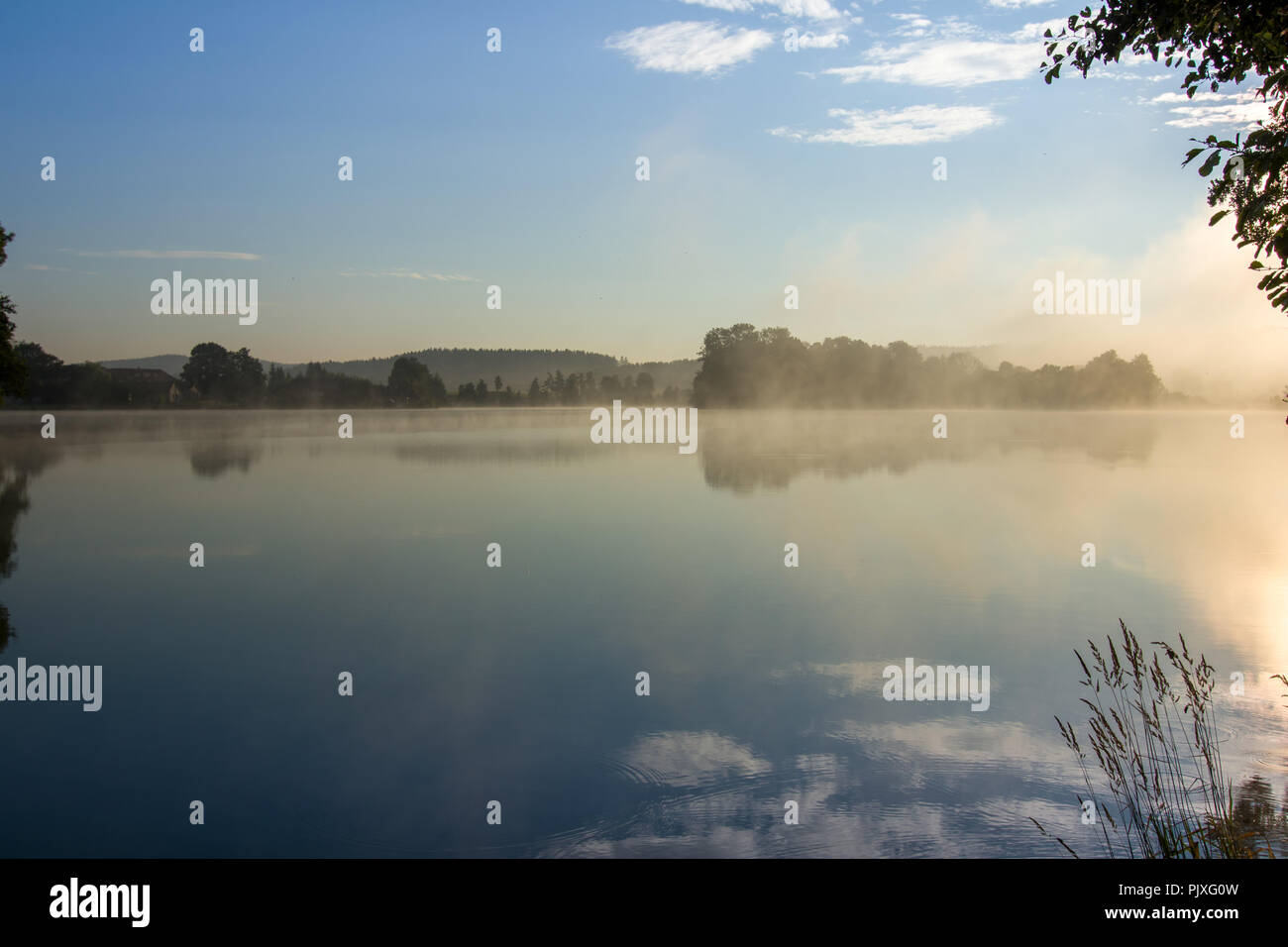 Early summer morning at the pond with a film of mist Stock Photo - Alamy