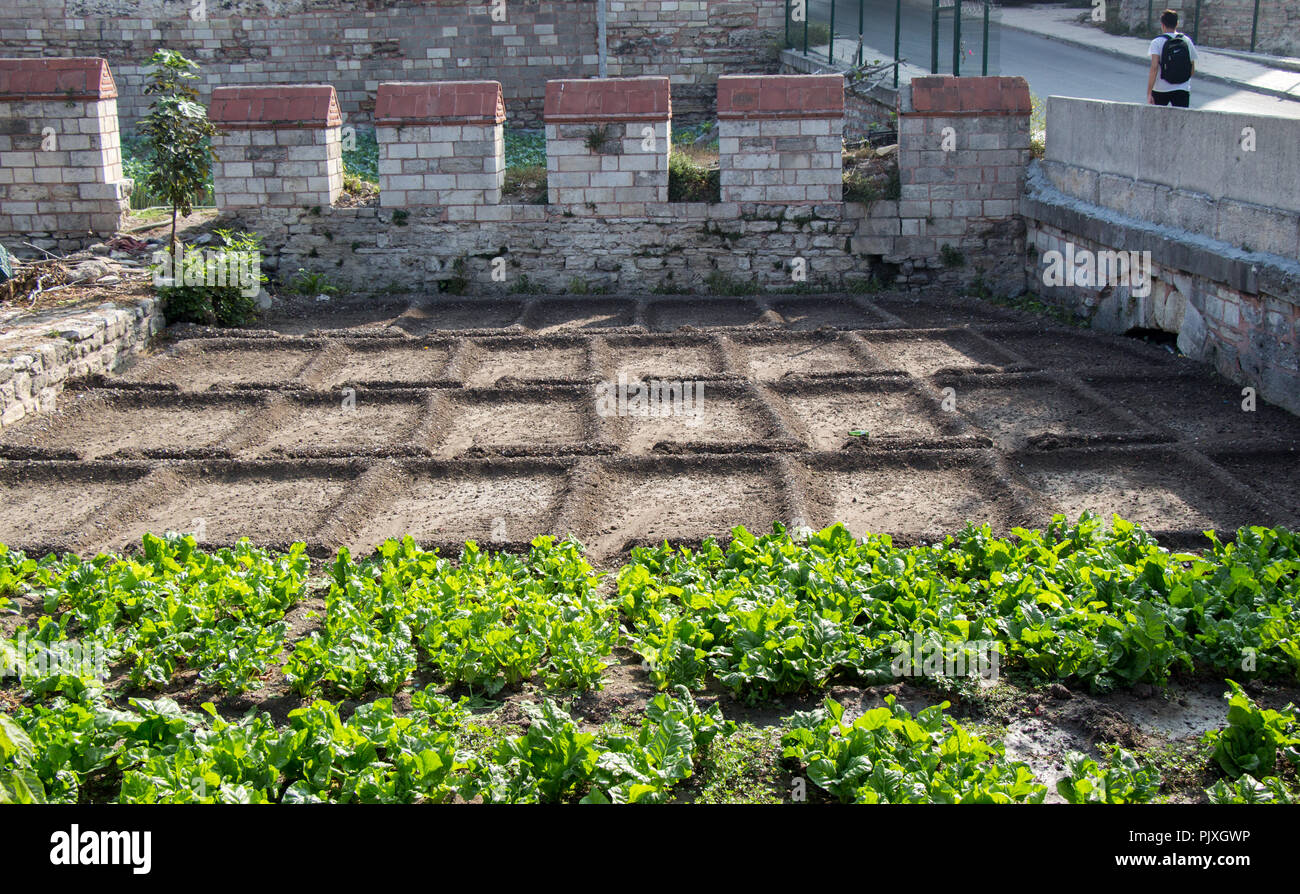 Growing sprouted agricultural crops in spring field Stock Photo - Alamy