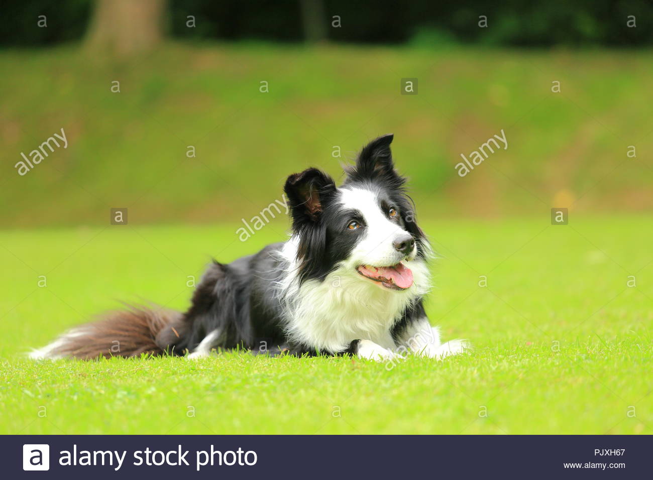 Border Collie Farm High Resolution Stock Photography and Images - Alamy