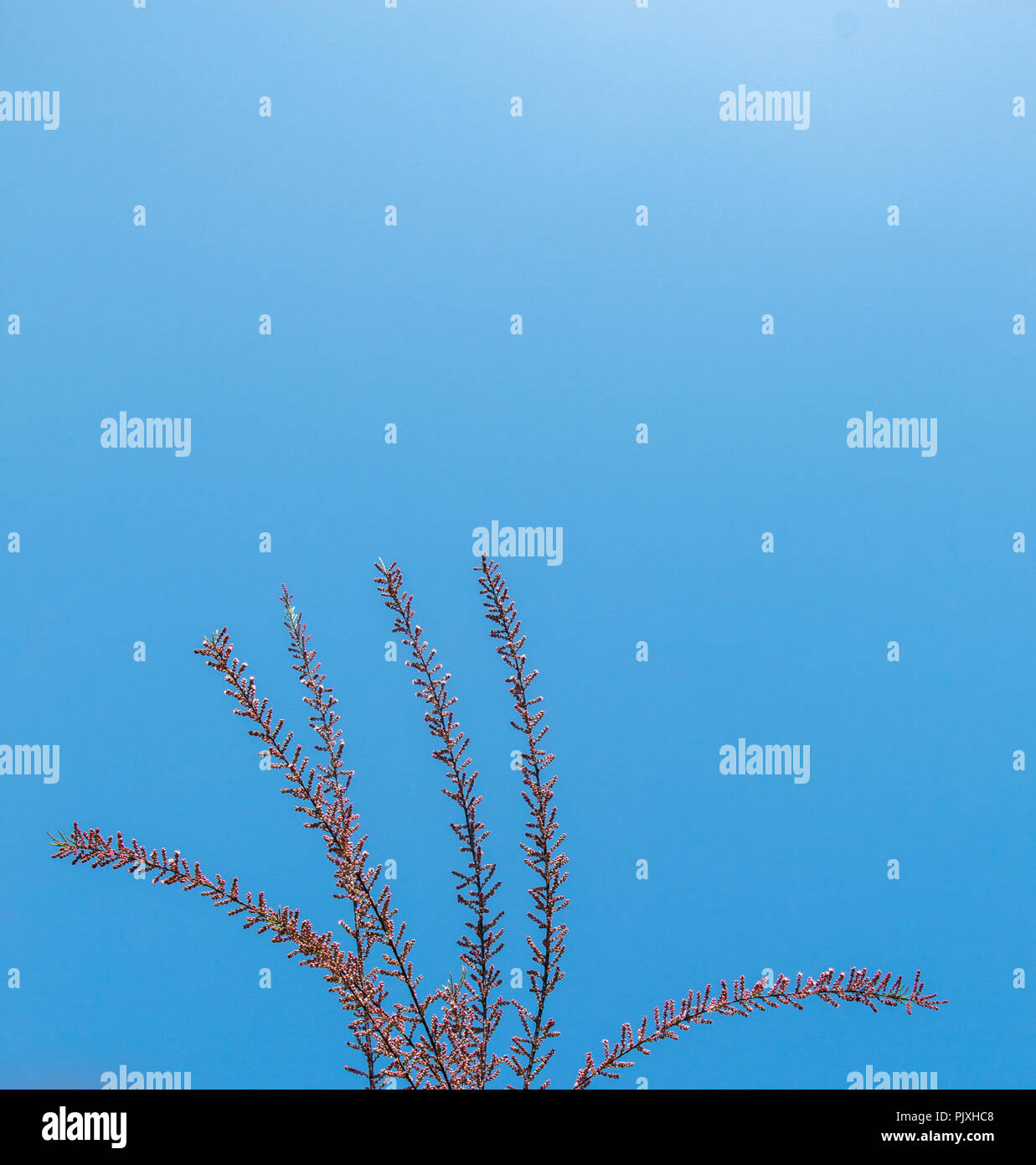 A unique photo of bright tender offshoot of a tree growing Stock Photo ...