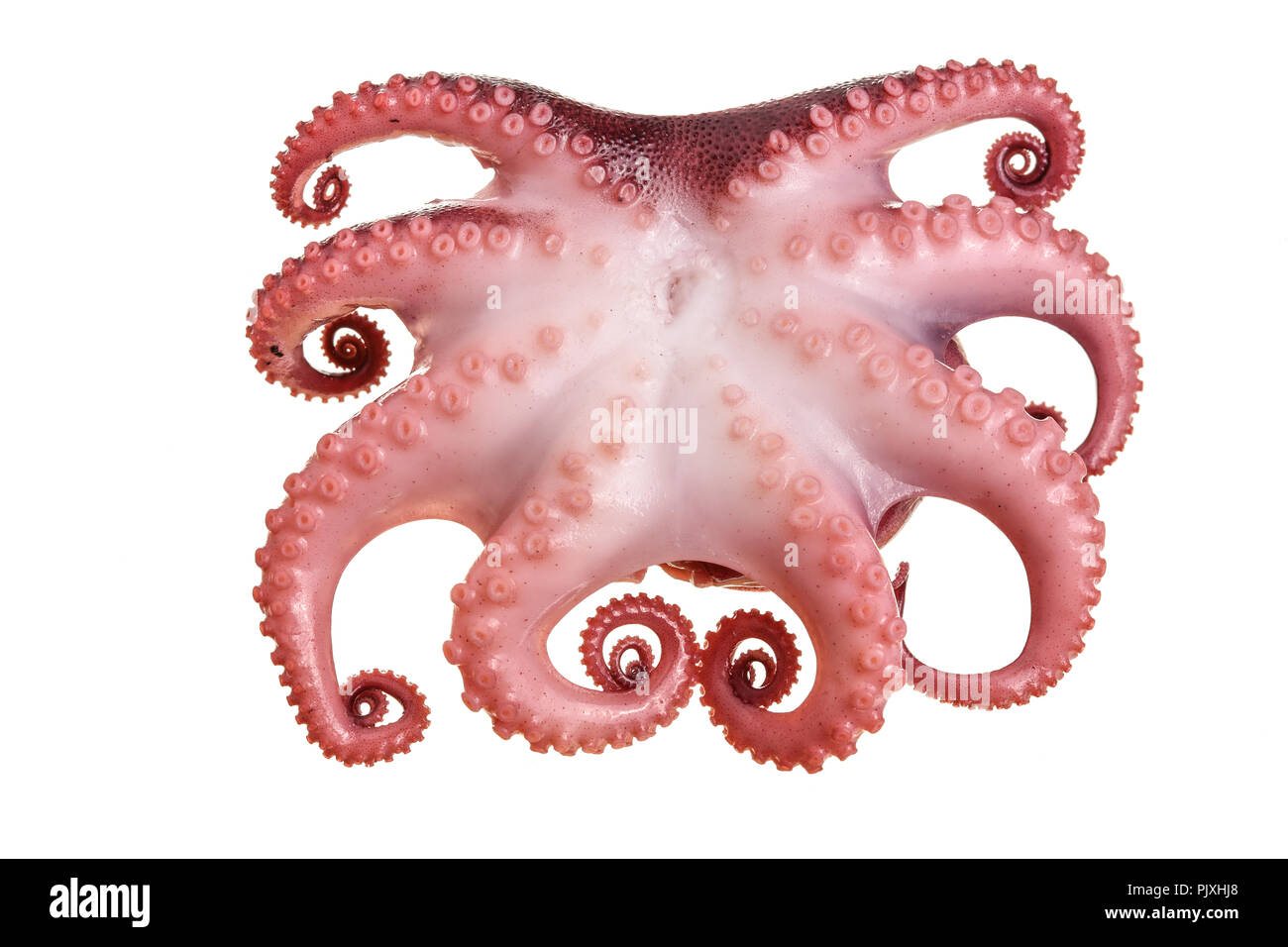 Small octopus isolated on white background. Close up Stock Photo - Alamy