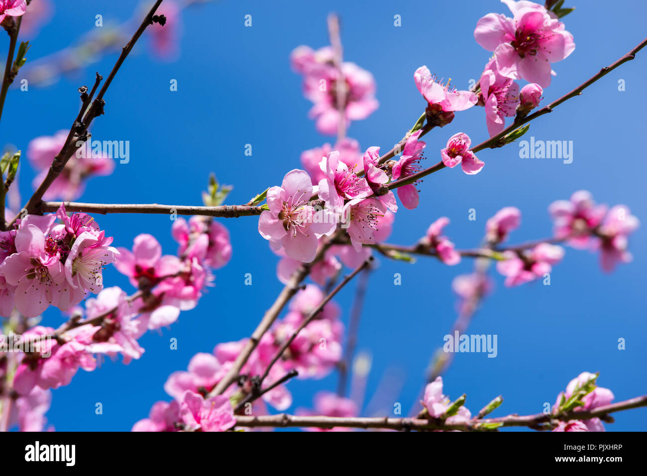 Peach trees in blossom hi-res stock photography and images - Alamy