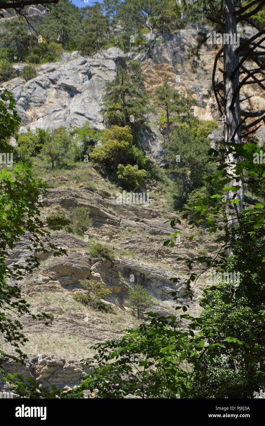 Trees grow on the slope of a high mountain, bare rocks, view from the ...